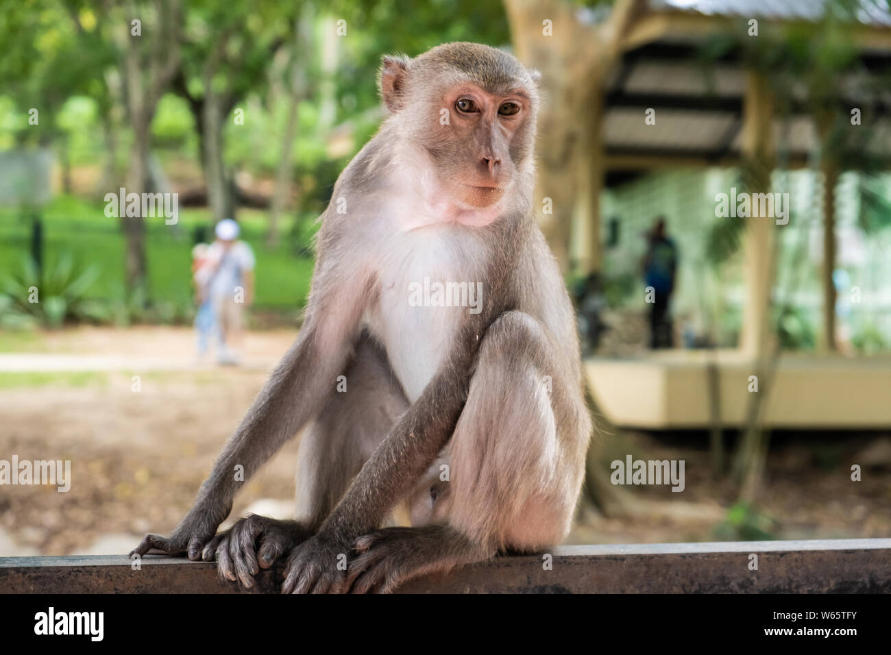 monkey. The concept of animals in the zoo. soft focus Stock Photo - Alamy