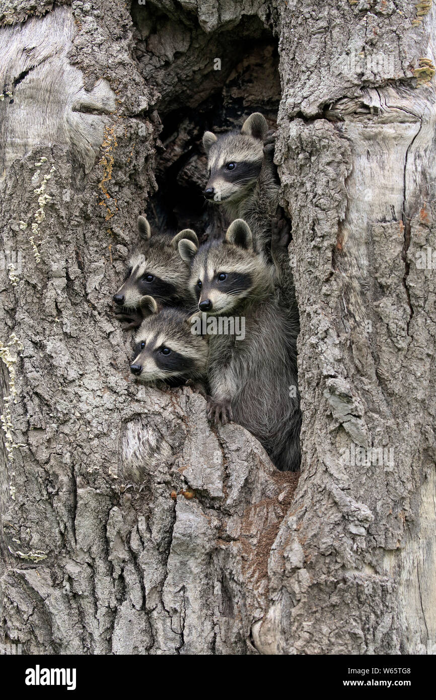 Group of raccoons hi-res stock photography and images - Alamy