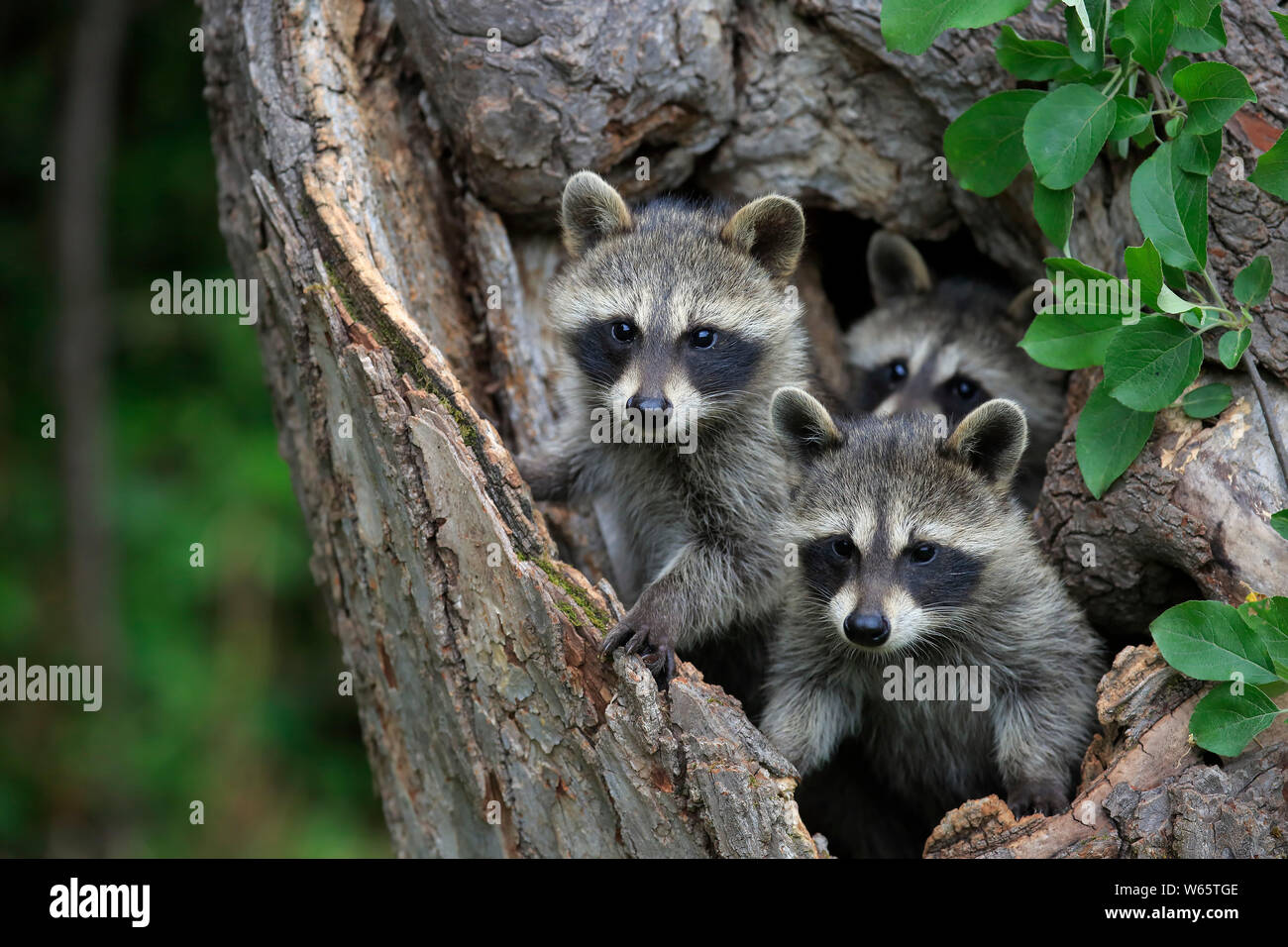 Three raccoons hi-res stock photography and images - Alamy