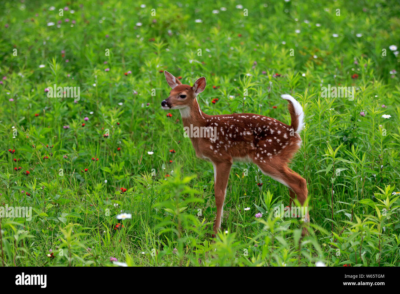 Whitetail deer side view hi-res stock photography and images - Alamy