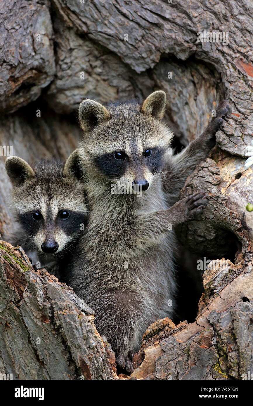 Two Raccoon High Resolution Stock Photography and Images - Alamy
