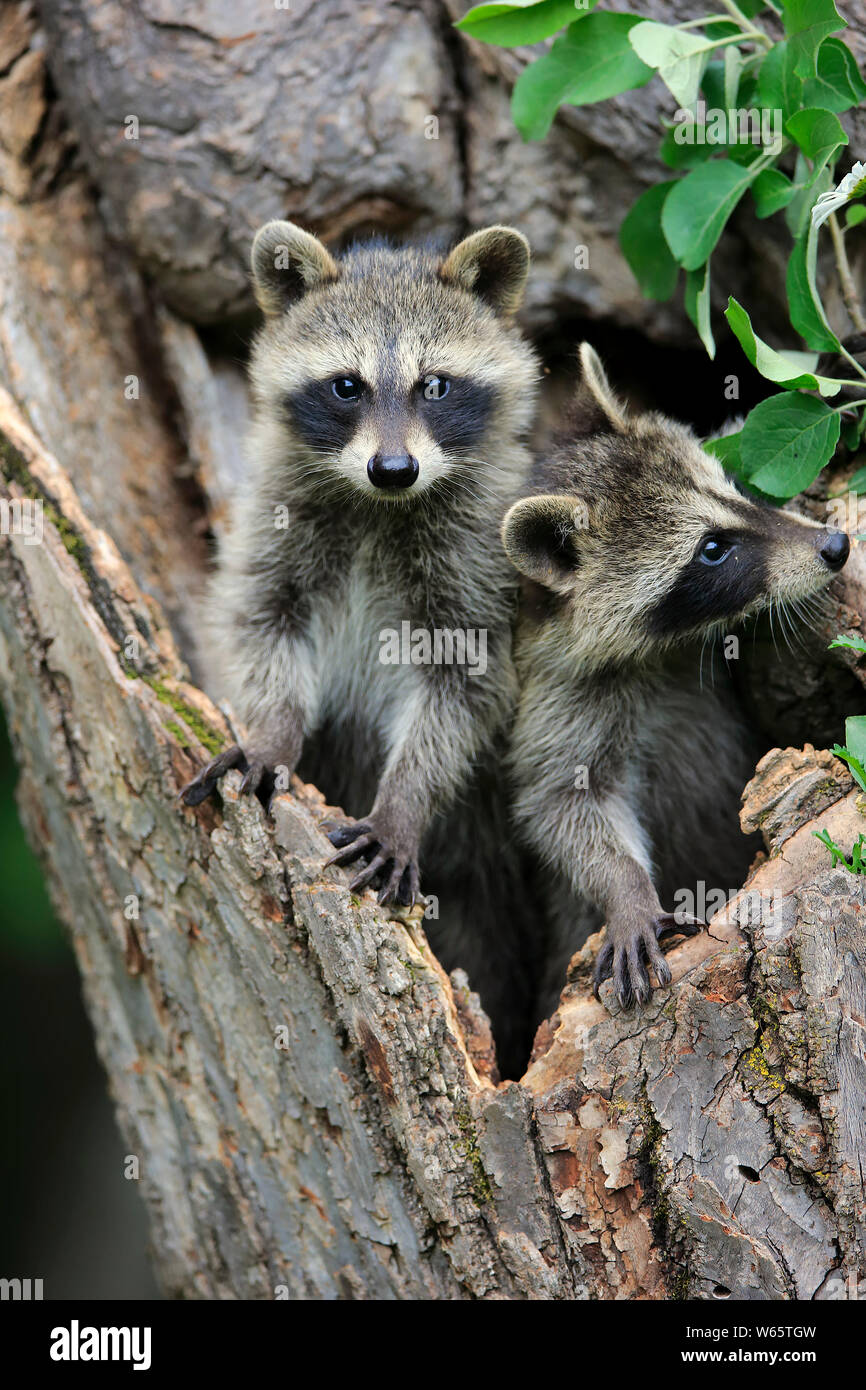 Two raccoon hi-res stock photography and images - Alamy