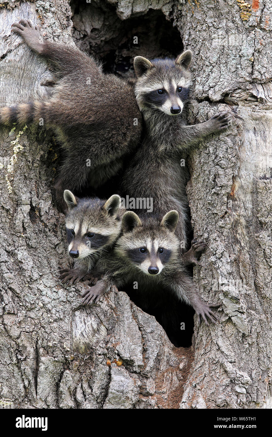 Funny raccoon hi-res stock photography and images - Alamy