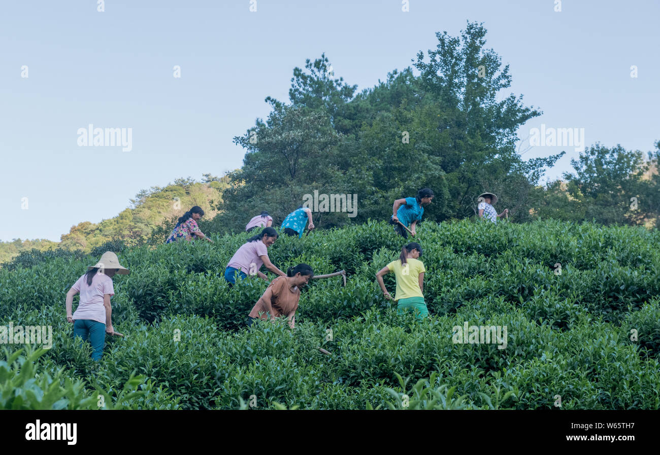 Local farmers plow the field at a tea plantation in Qimen county ...