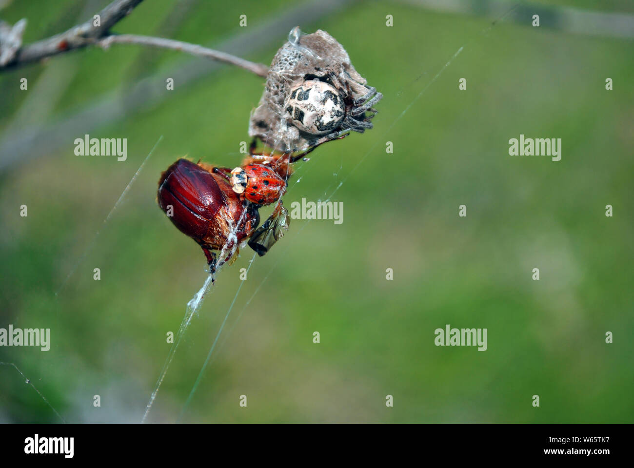 Ladybug and spider web hi-res stock photography and images - Alamy