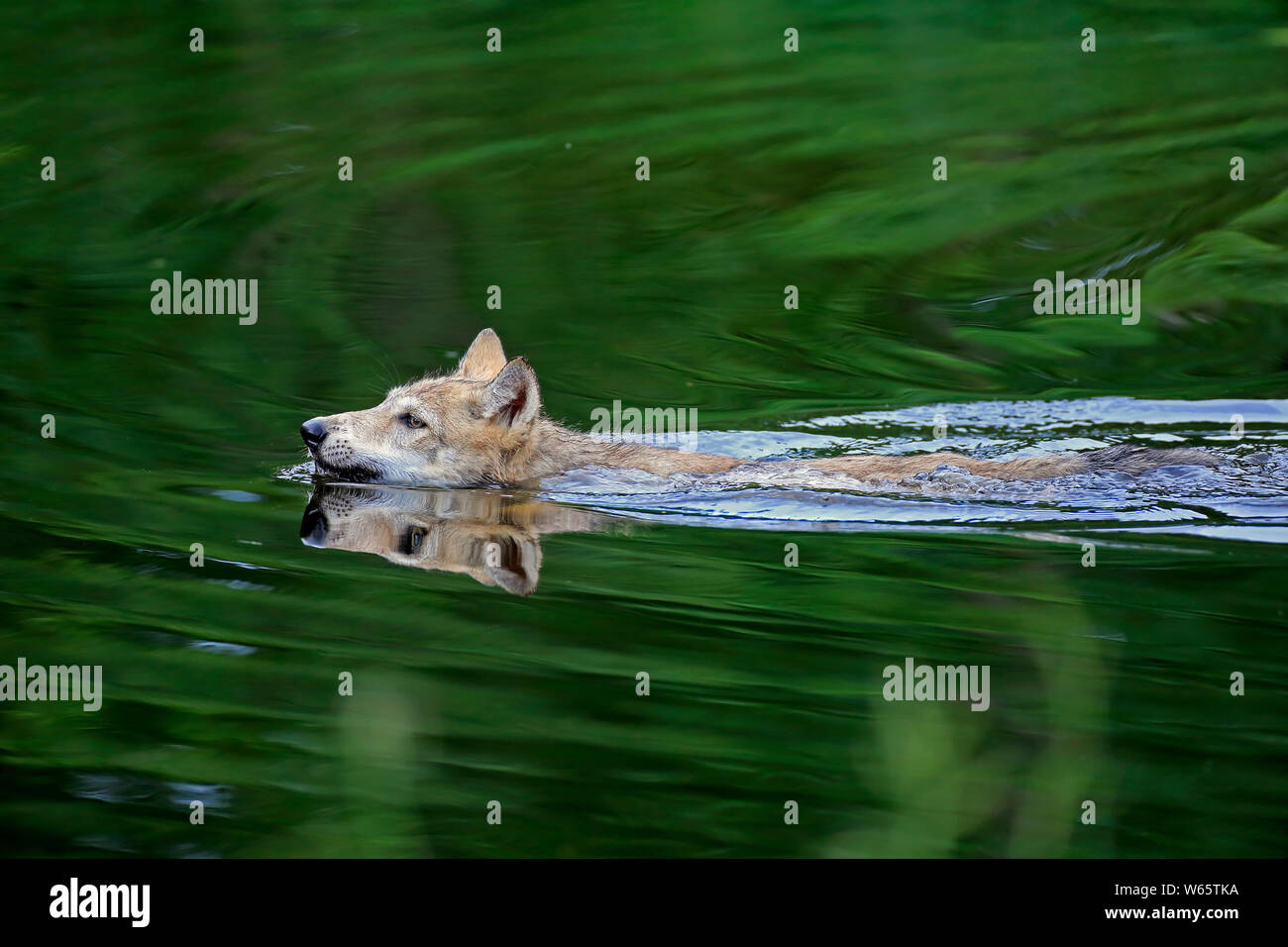 Gray Wolf, young, Pine County, Minnesota, USA, North America, (Canis ...