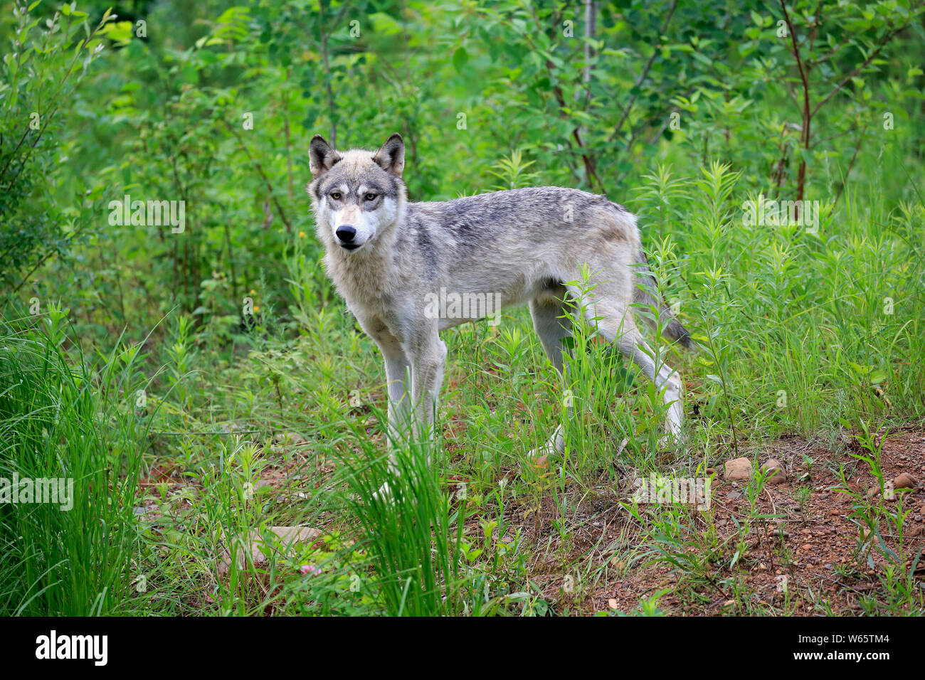 Gray wolf prey hi-res stock photography and images - Alamy