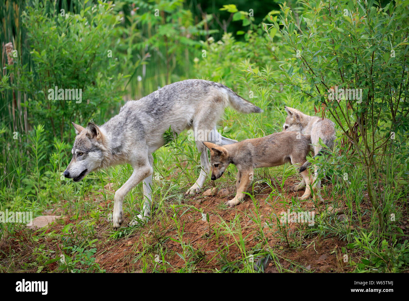 Wolf family hi-res stock photography and images - Alamy