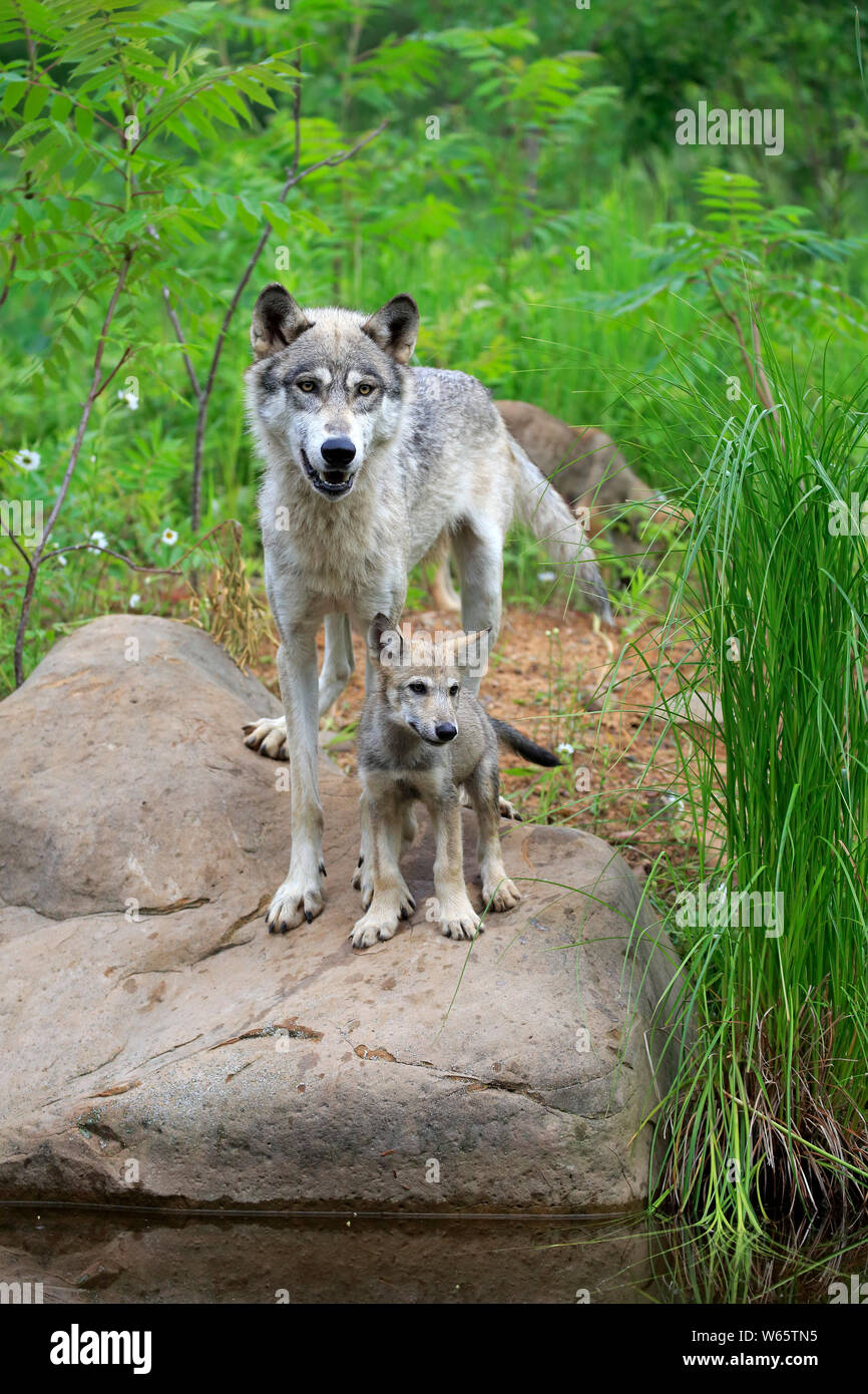 Gray Wolf with cub, Pine County, Minnesota, USA, North America, (Canis ...