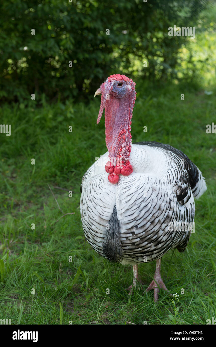Poultry farm germany hi-res stock photography and images - Alamy
