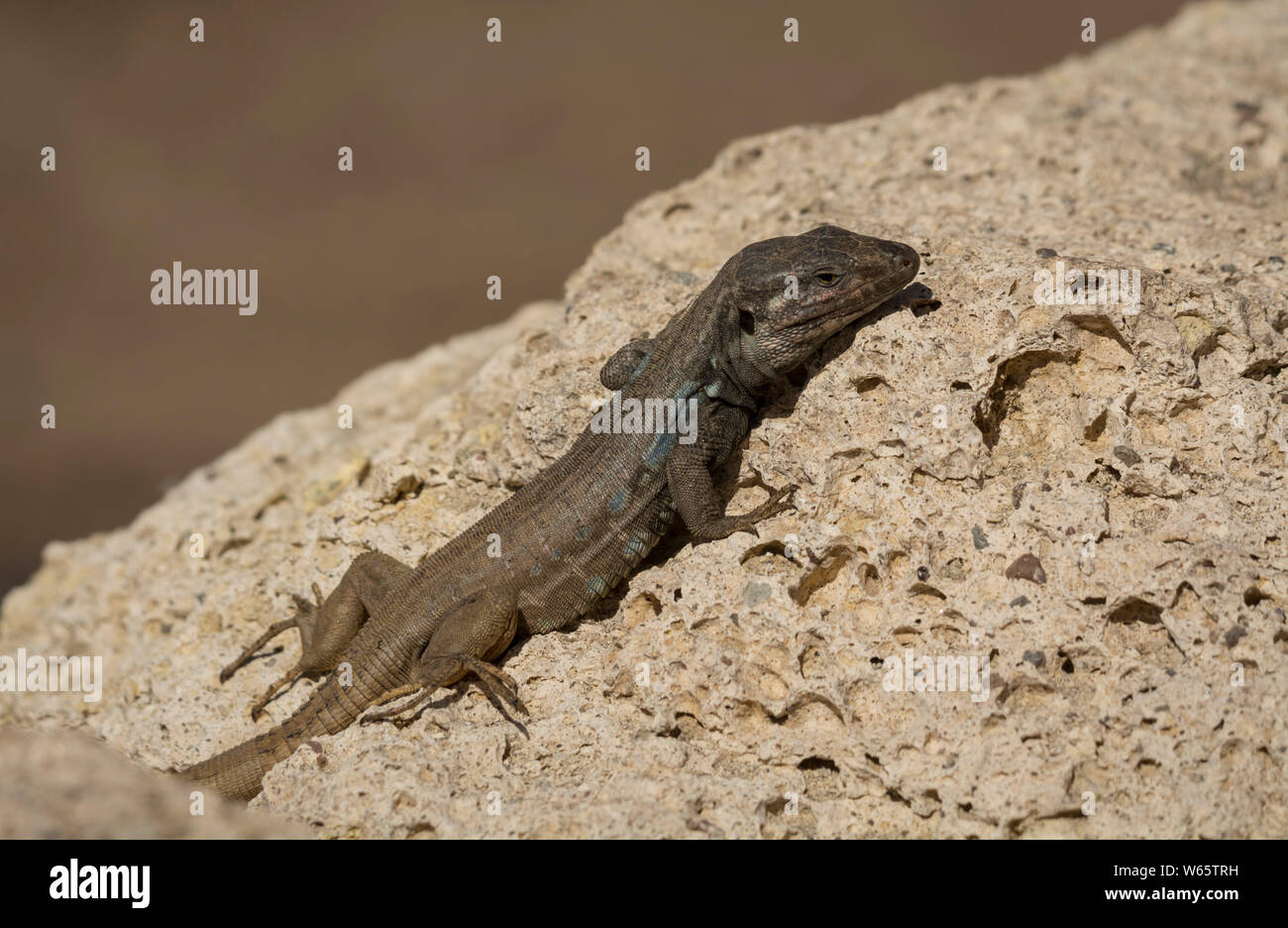 Reptiles of the canary islands hi-res stock photography and images - Alamy