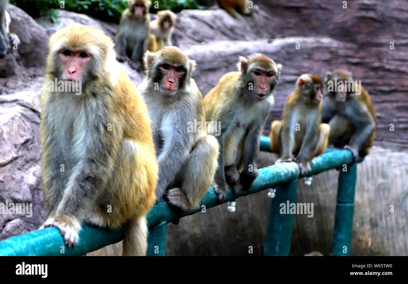 Macaques are seen on a scorching day at the Taihangshan Macaques ...