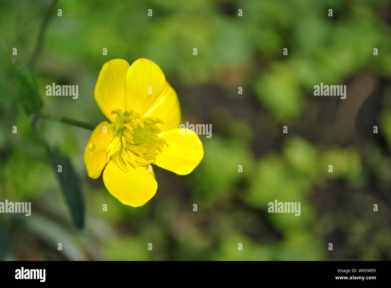 Blooming flower of yellow Caltha (buttercup) with green leaves blurry ...