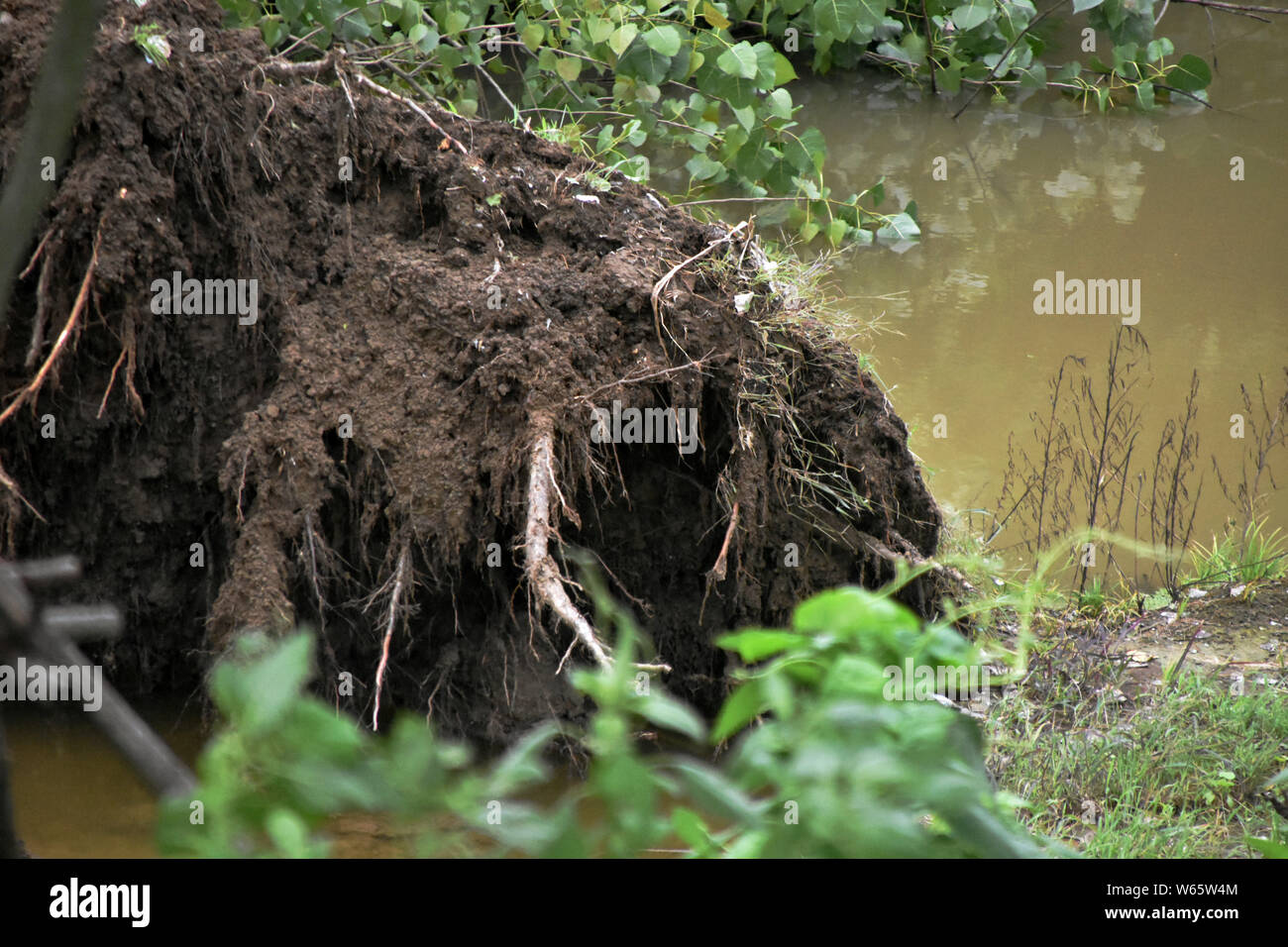 A tree is uprooted by strong wind caused by Typhoon Rumbia, the 18th ...