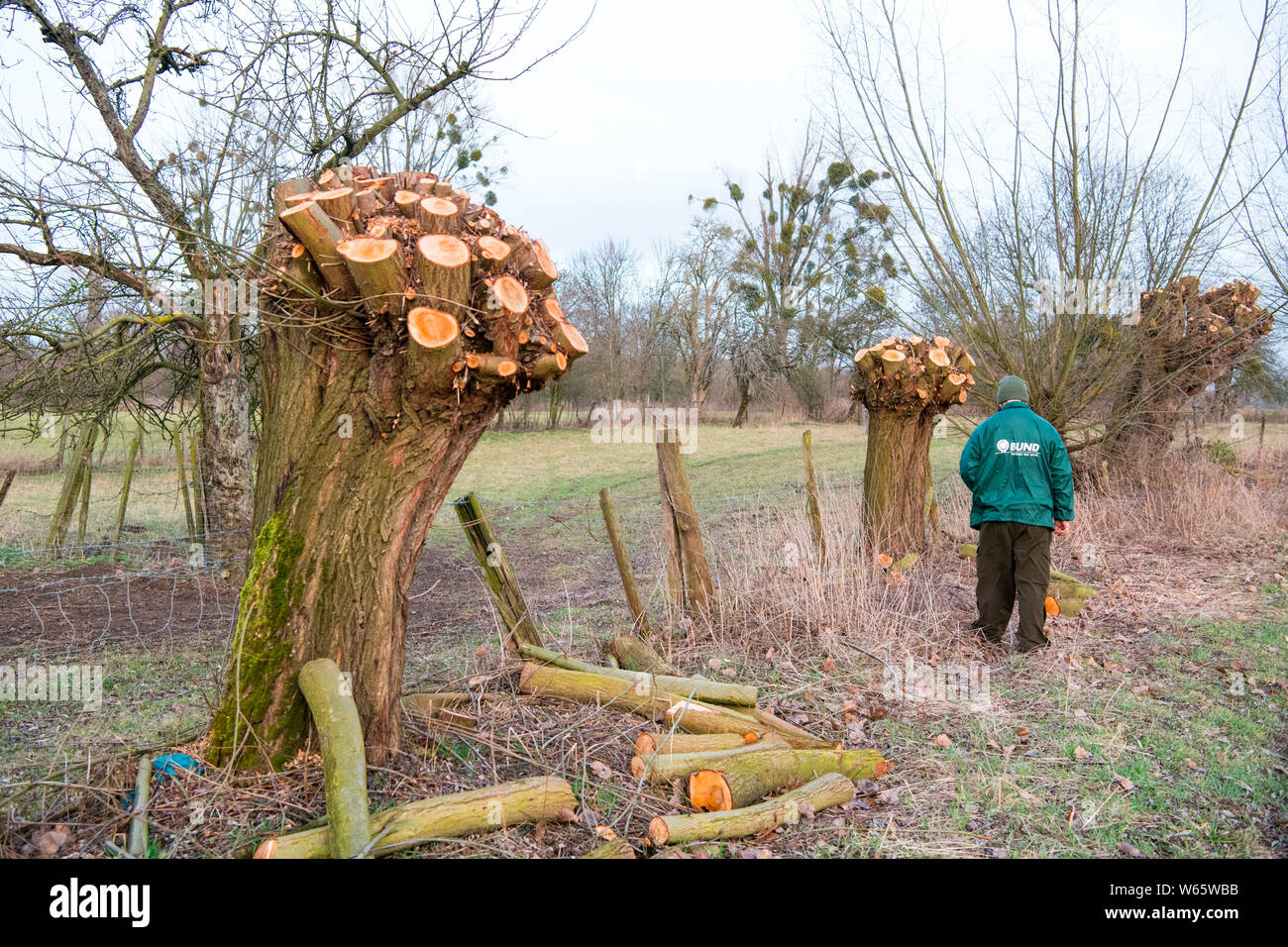 environmentalist pruning of pollard willows in conservation area ...
