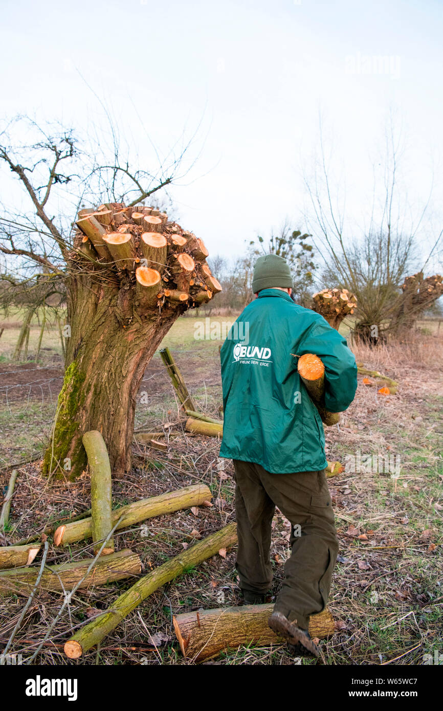 environmentalist pruning of pollard willows in conservation area ...