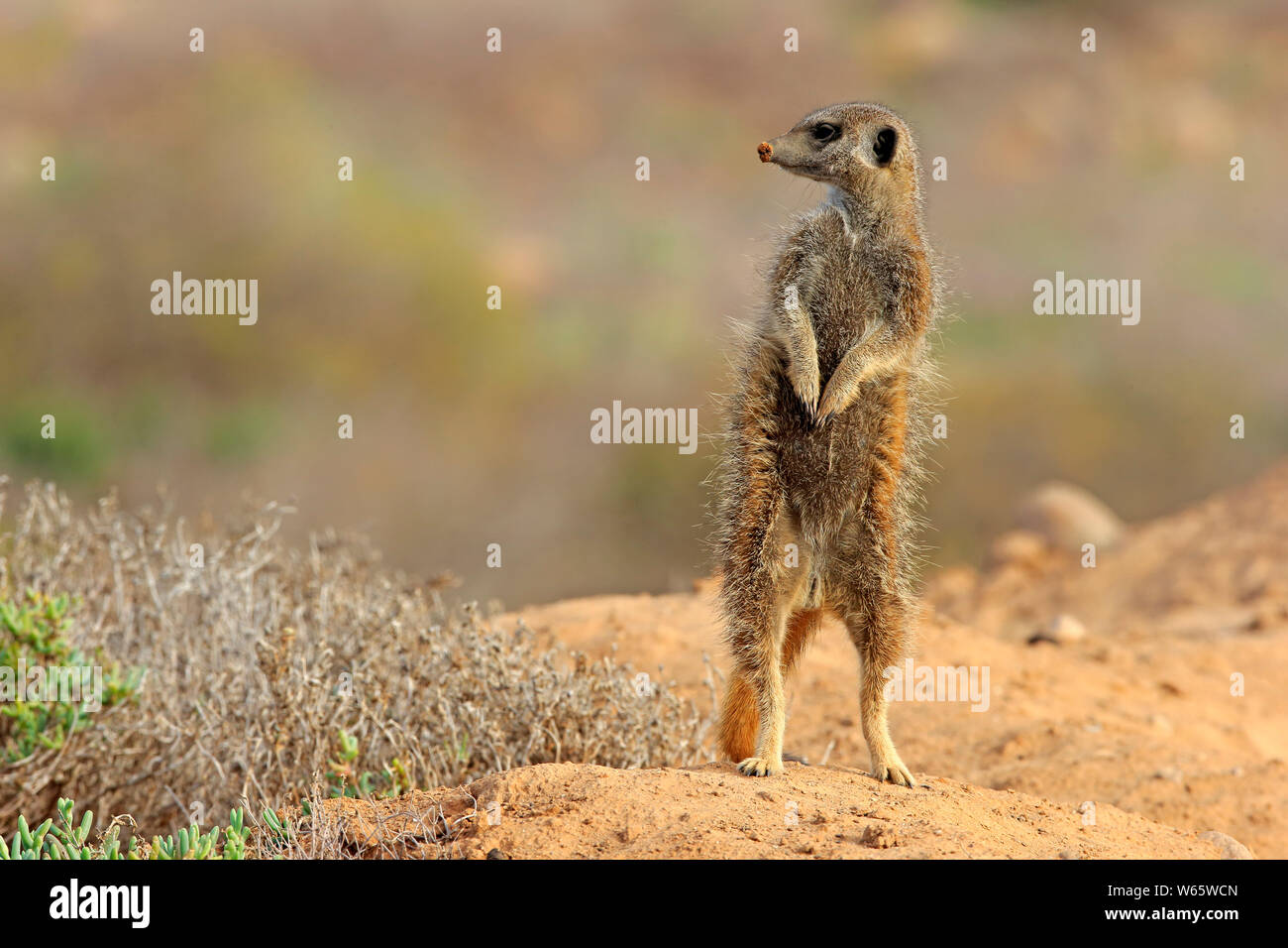 Suricate, Meerkat, adult, Oudtshoorn, Western Cape, South Africa ...