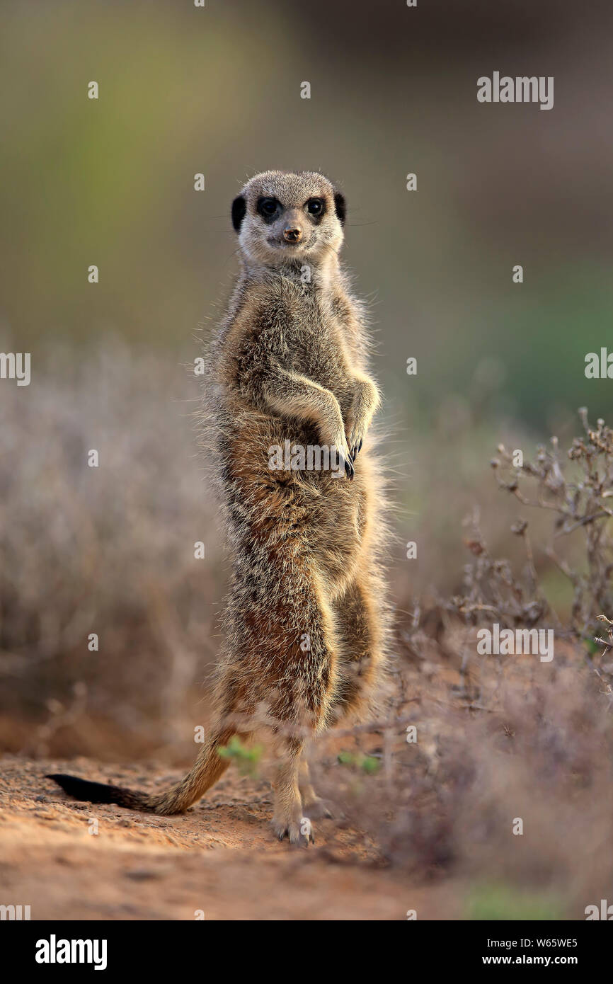 Suricate, Meerkat, adult, Oudtshoorn, Western Cape, South Africa ...