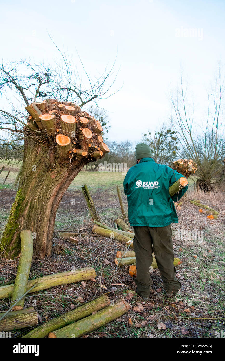 environmentalist pruning of pollard willows in conservation area ...