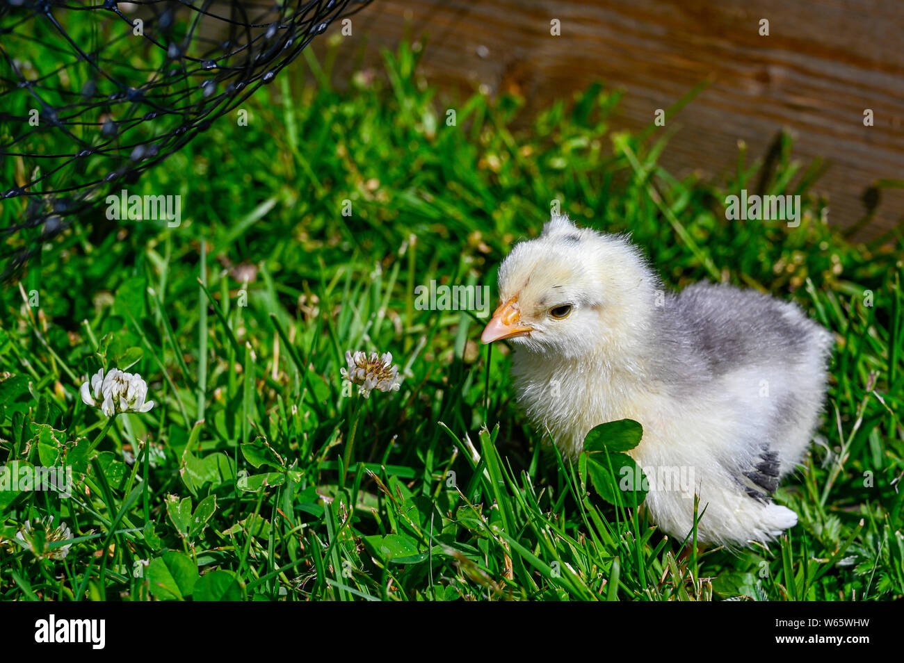 Baby chickens walking hen hi-res stock photography and images - Alamy