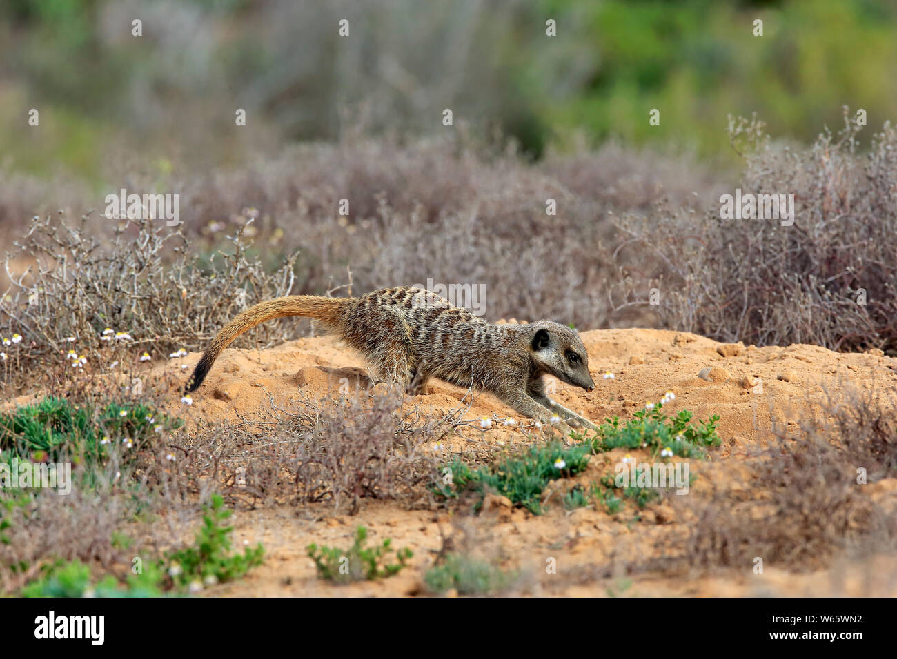 Foraging animals hi-res stock photography and images - Alamy