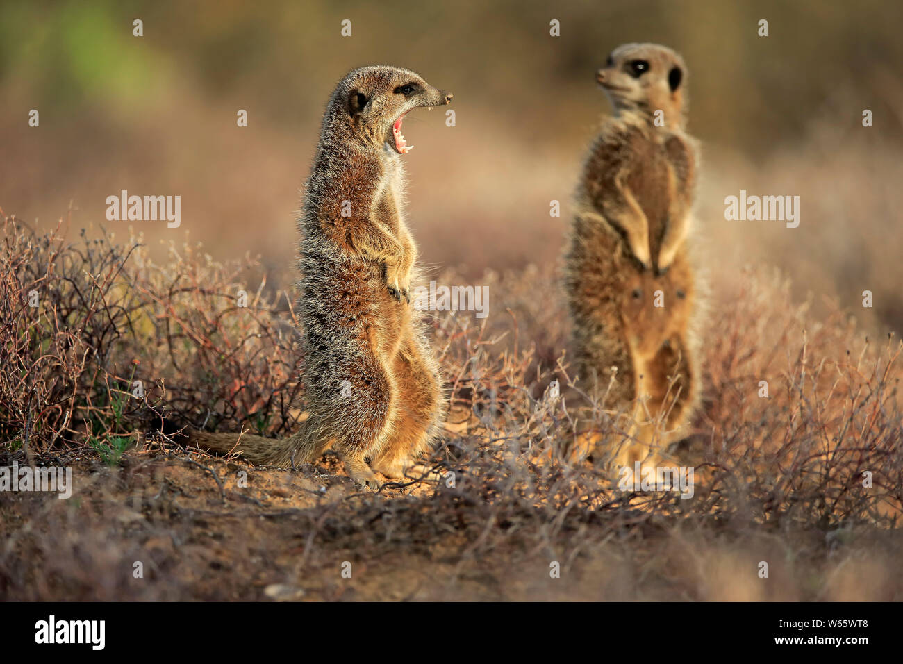 Suricate, Meerkat, two adults, Oudtshoorn, Western Cape, South Africa ...