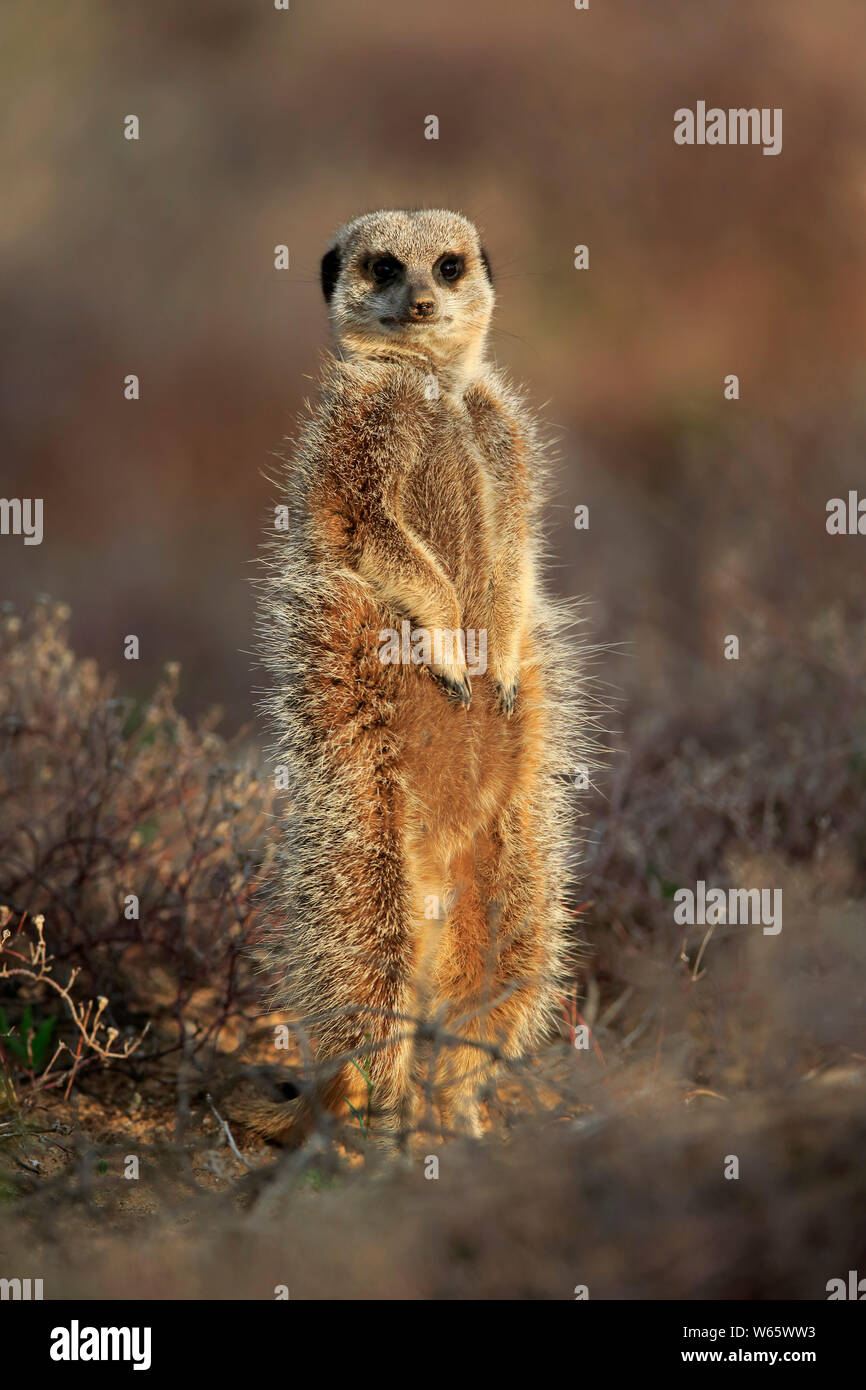 Suricate, Meerkat, adult, Oudtshoorn, Western Cape, South Africa ...