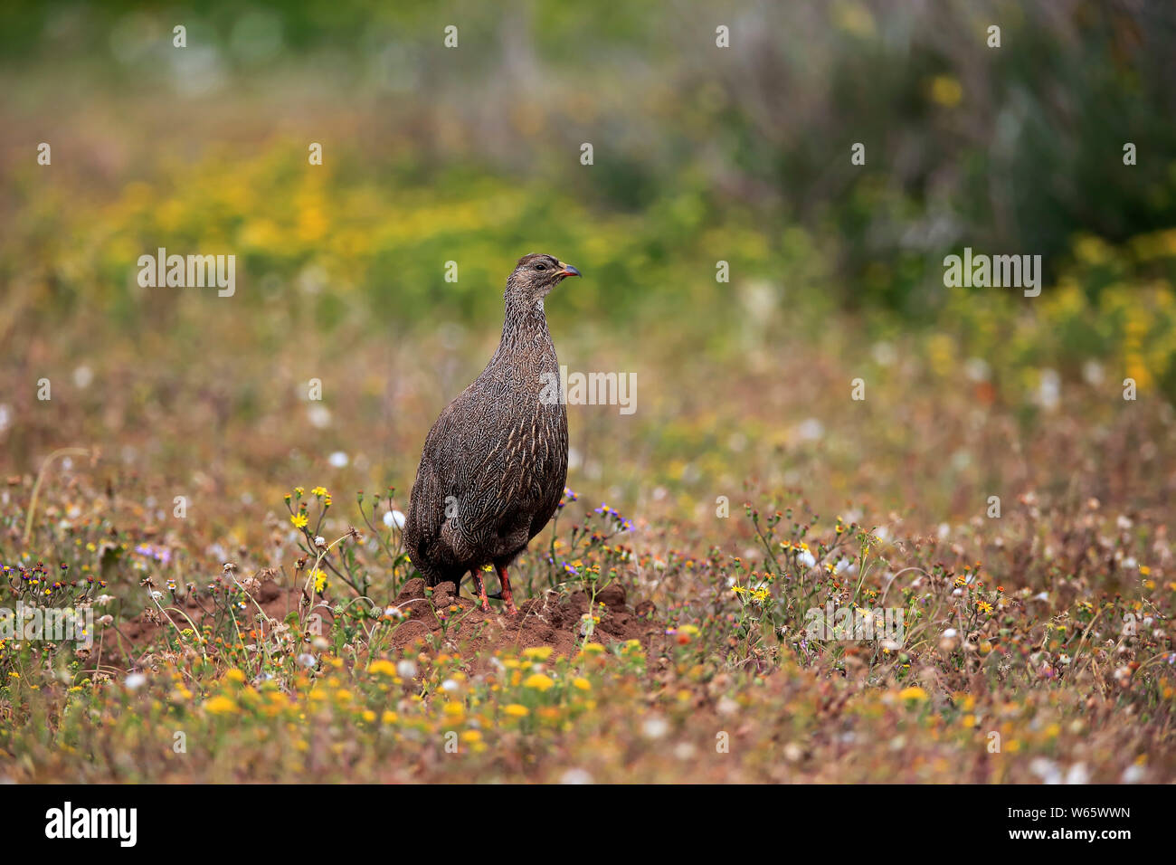 Cape Francolin, adult, West Coast Nationalpark, Western Cape, South ...