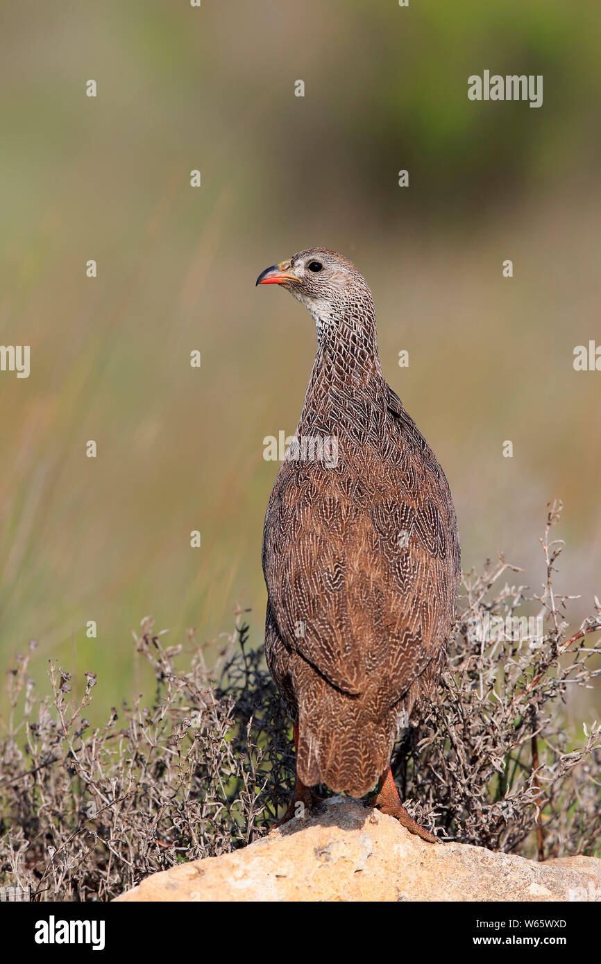 South africa cape spurfowl francolin hi-res stock photography and ...