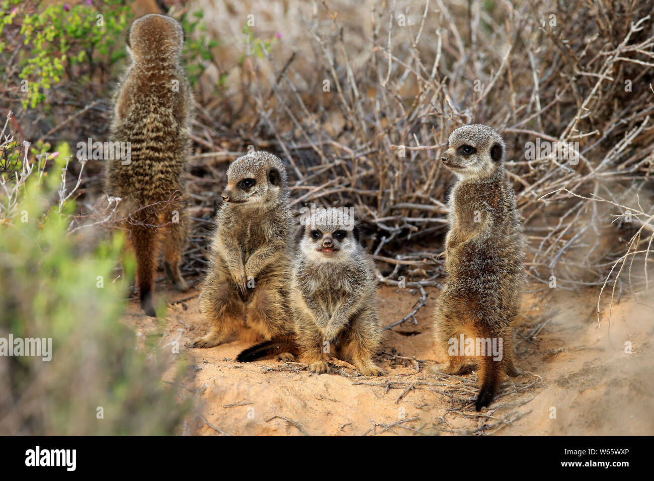 Suricate, Meerkat, young siblings at den, Oudtshoorn, Western Cape ...