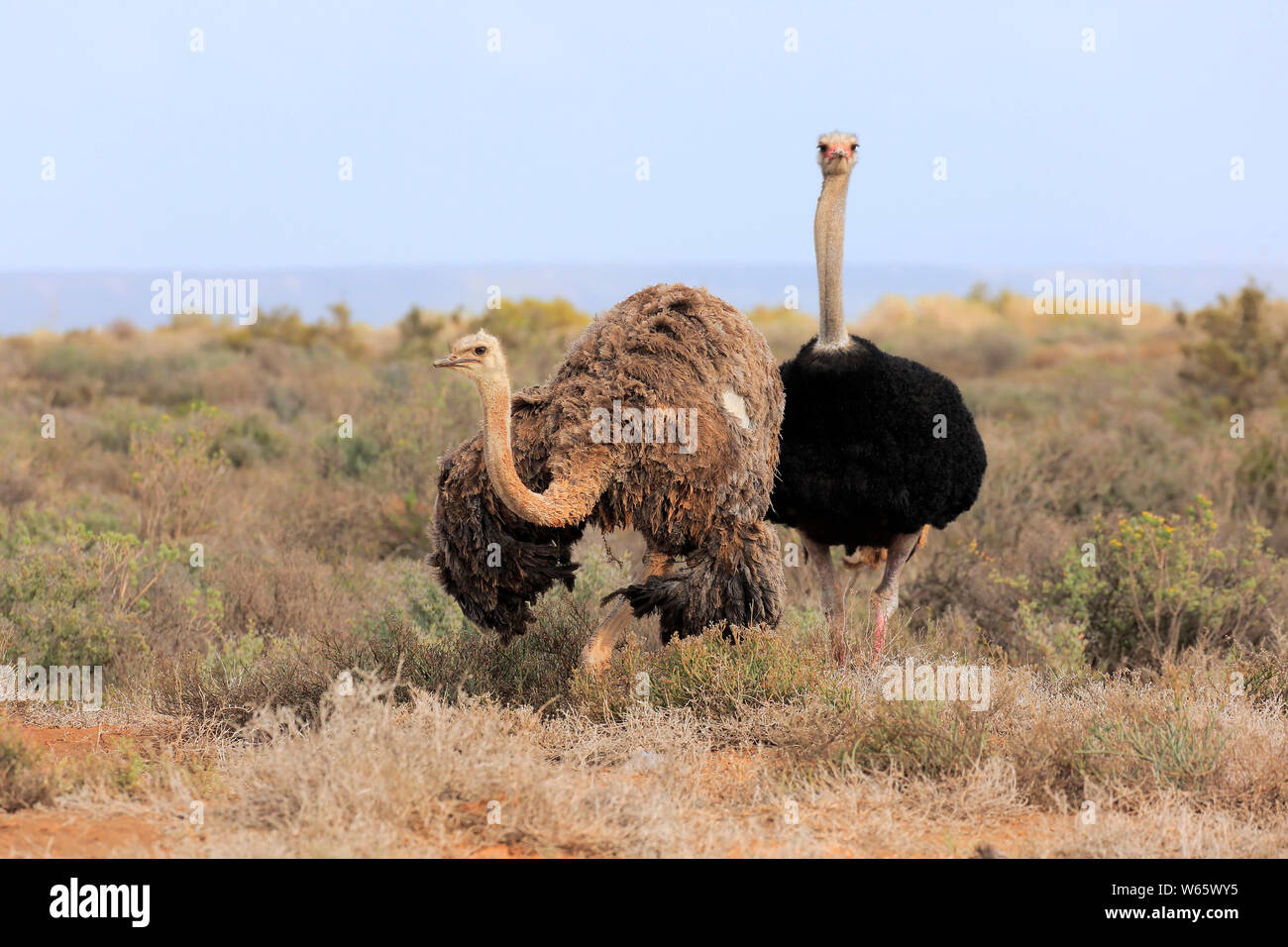 South African Ostrich, adult couple courtship, Oudtshoorn, Western Cape ...