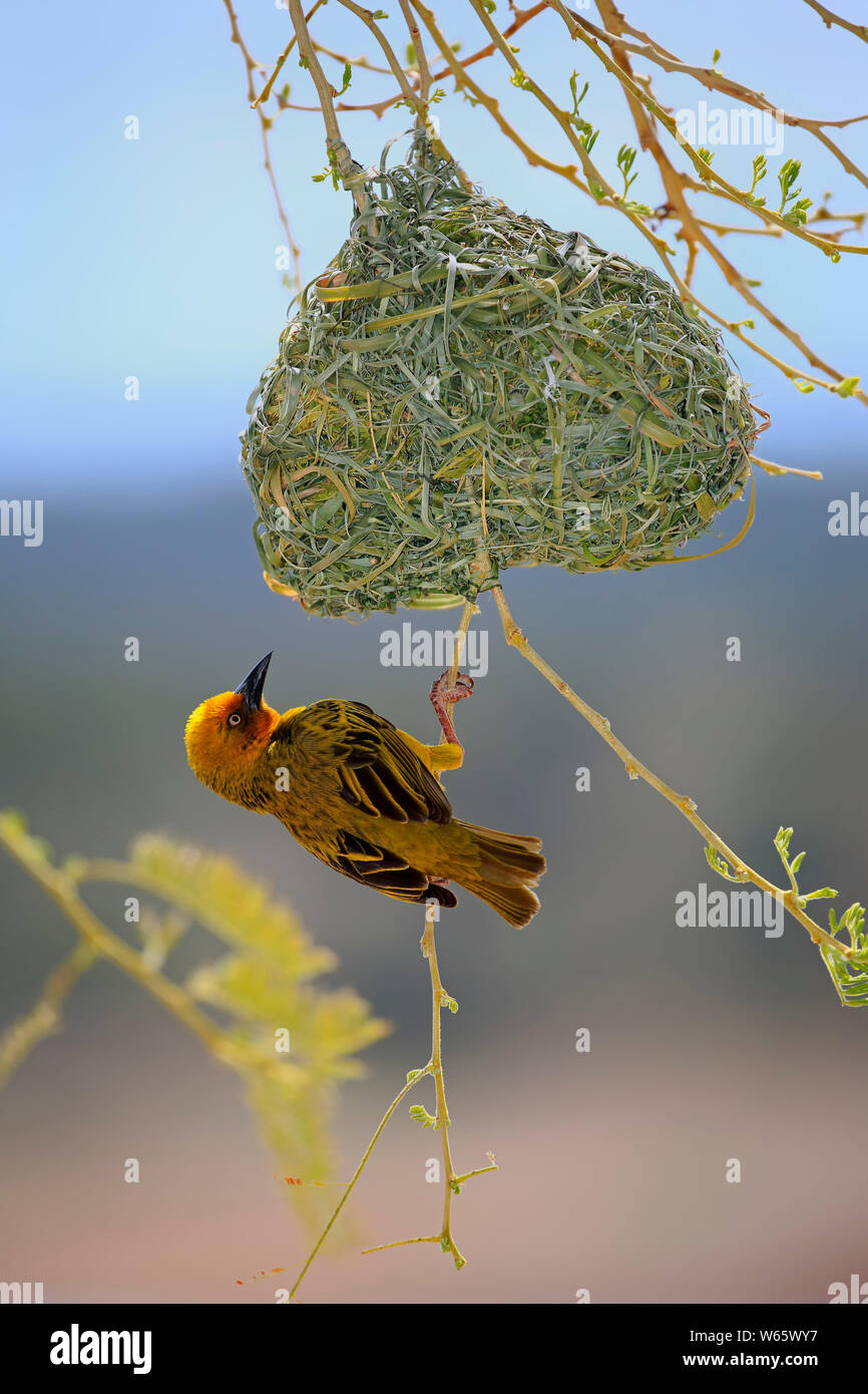 Courtship display birds hi-res stock photography and images - Alamy