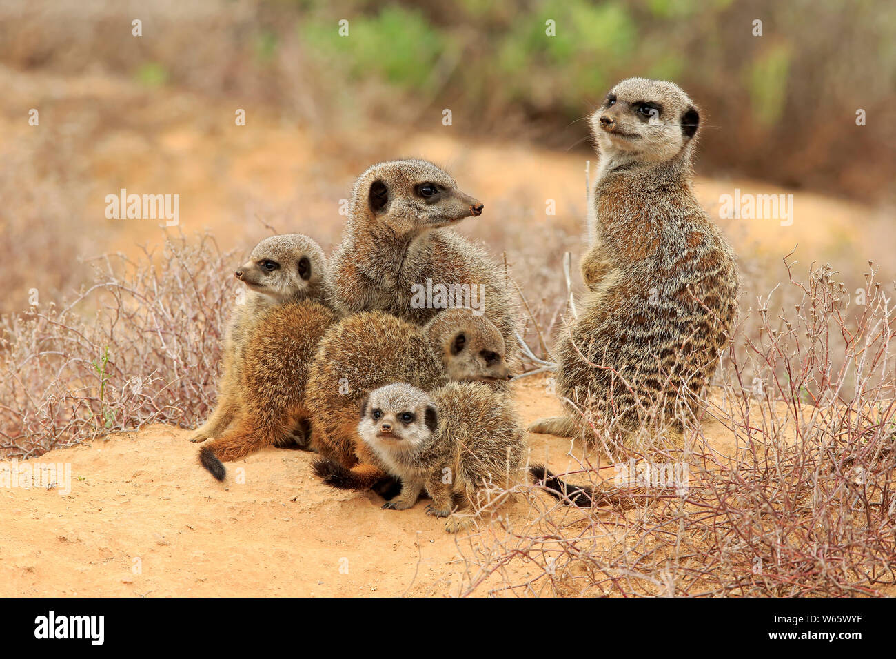 Meerkats with youngs hi-res stock photography and images - Alamy