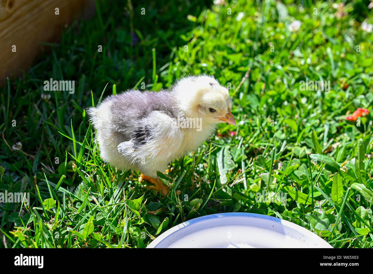 Baby chickens walking hen hi-res stock photography and images - Alamy
