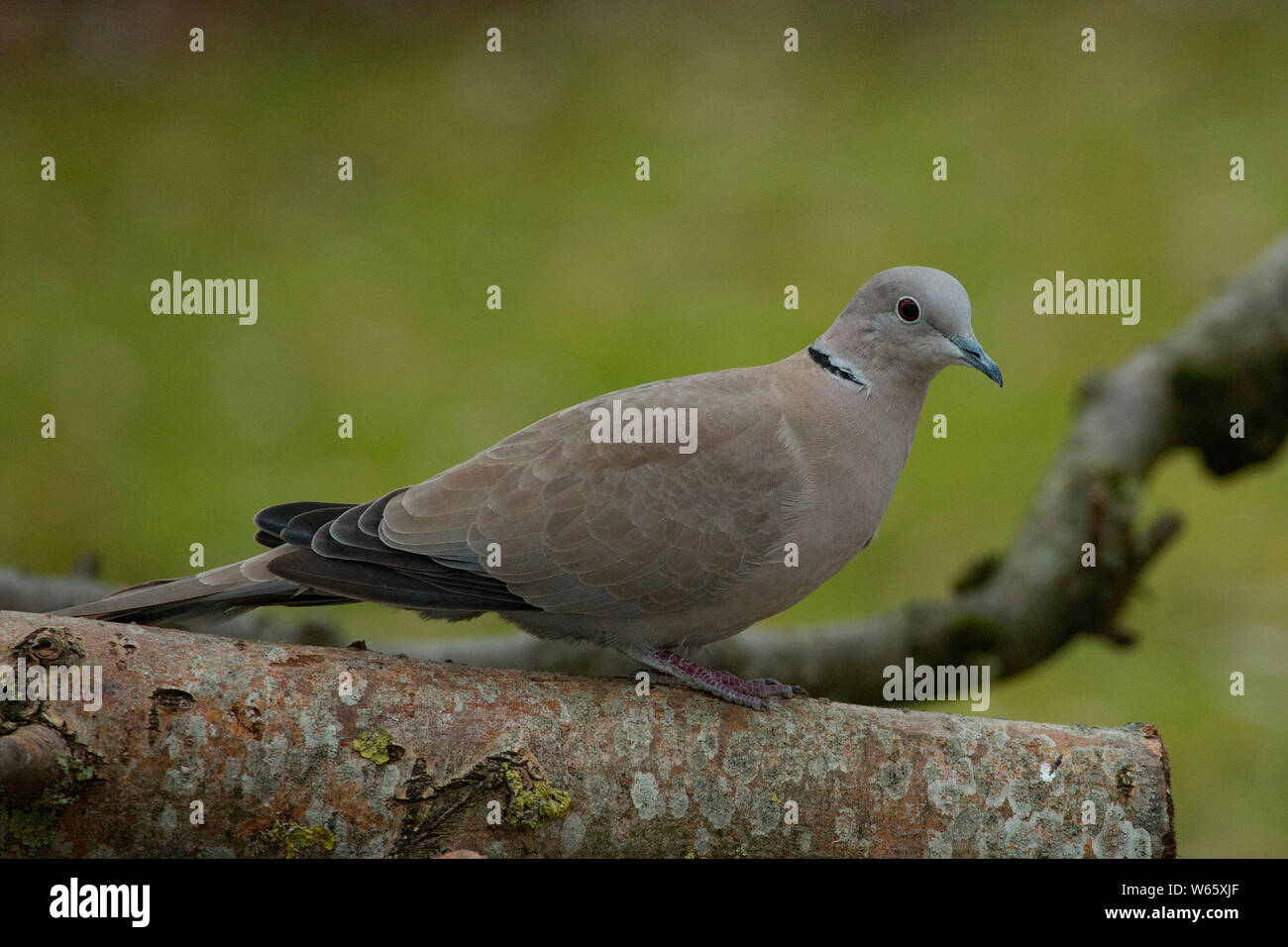 eurasian collared dove, (Streptopelia decaocto Stock Photo - Alamy