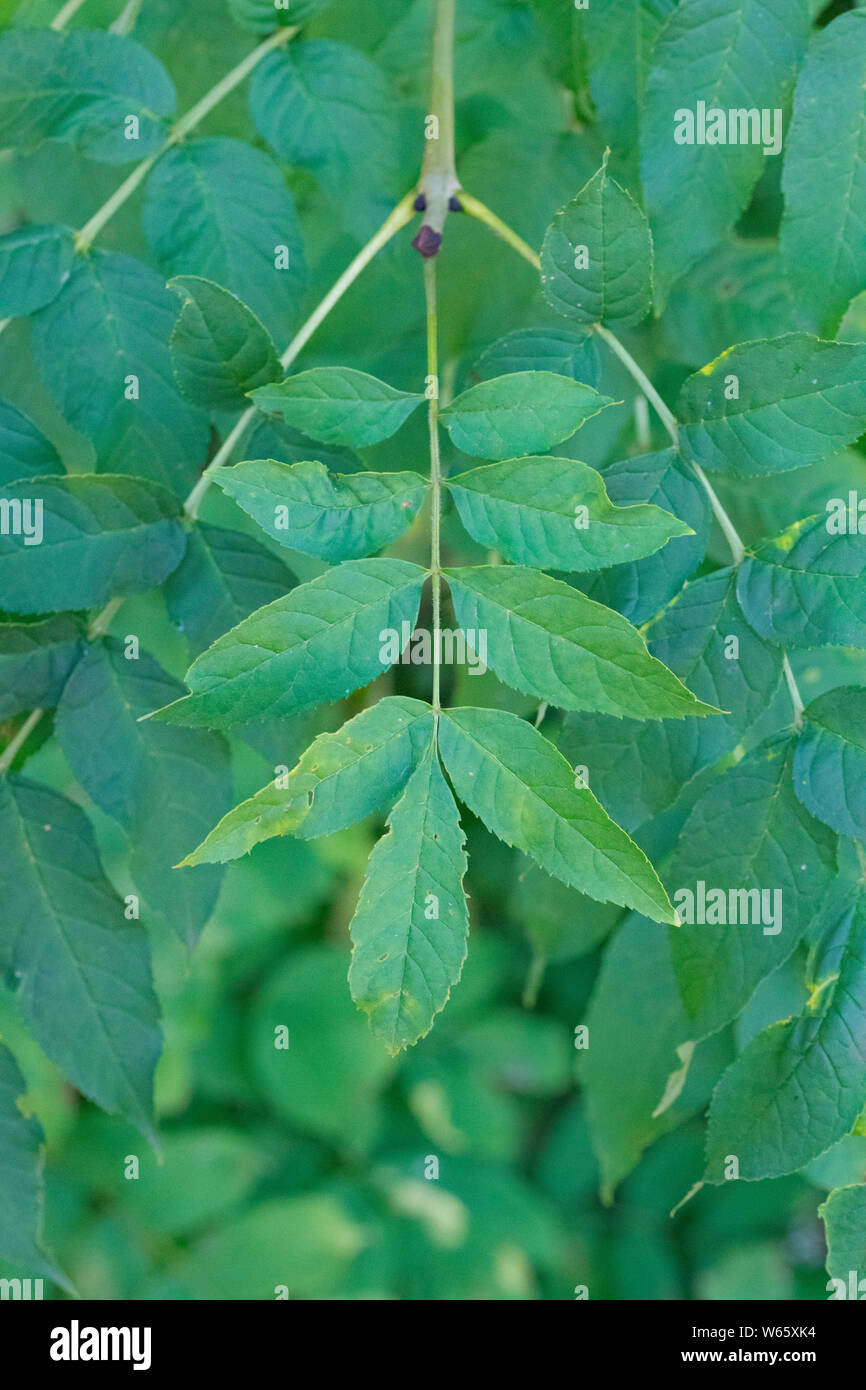 common ash, North Rhine-Westphalia, Germany, Europe, (Fraxinus ...
