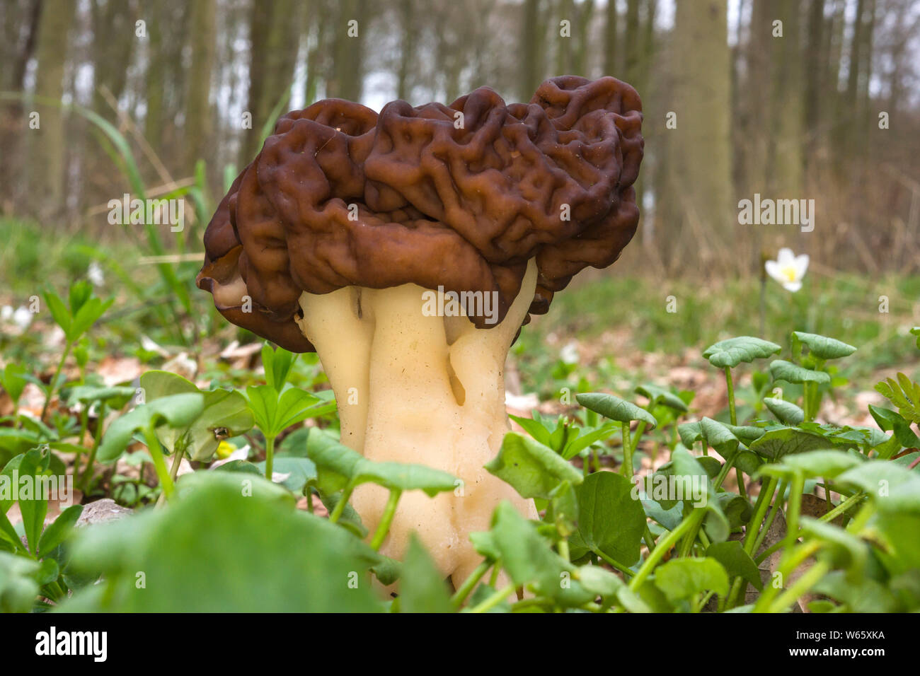 Brain mushroom, (Gyromitra esculenta, Helvella esculenta), Meckelnburg ...
