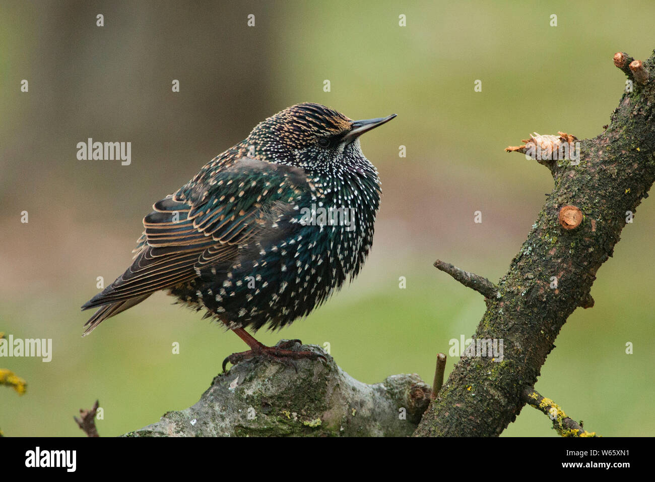 Starling winter hi-res stock photography and images - Alamy