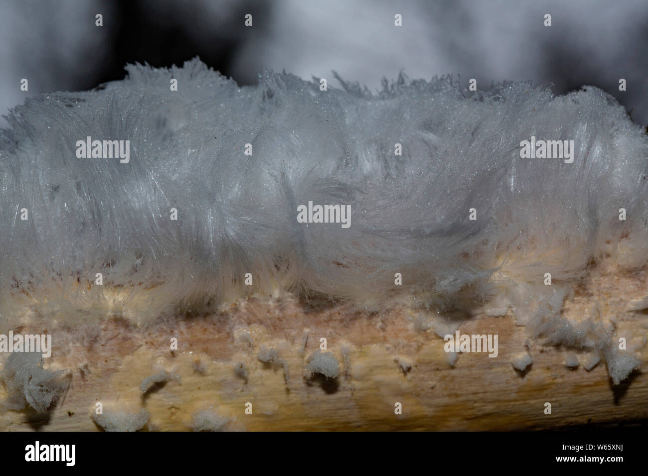 Hair detail hi-res stock photography and images - Alamy