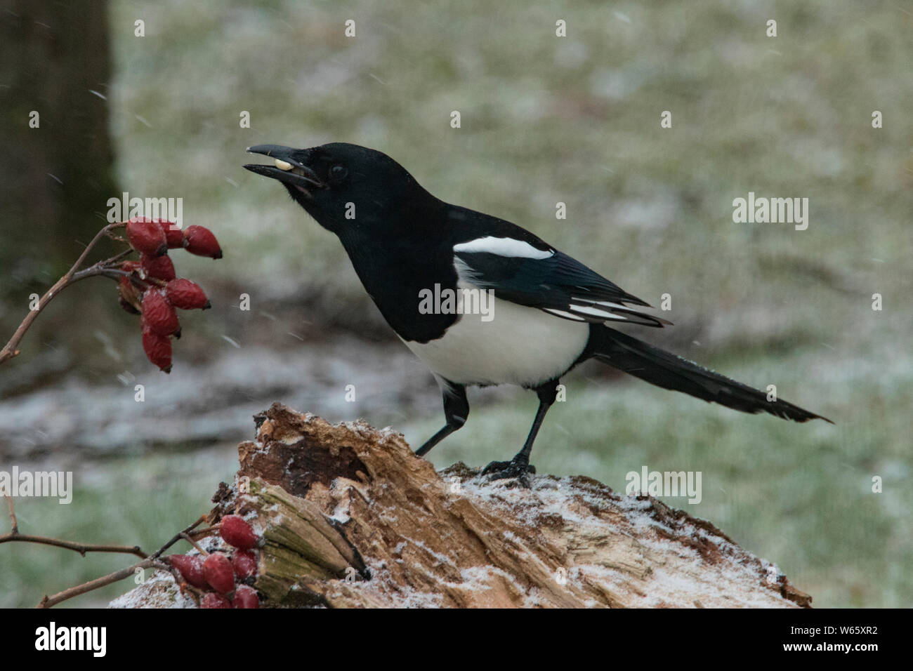 eurasian magpie, common magpie, (Pica pica Stock Photo - Alamy