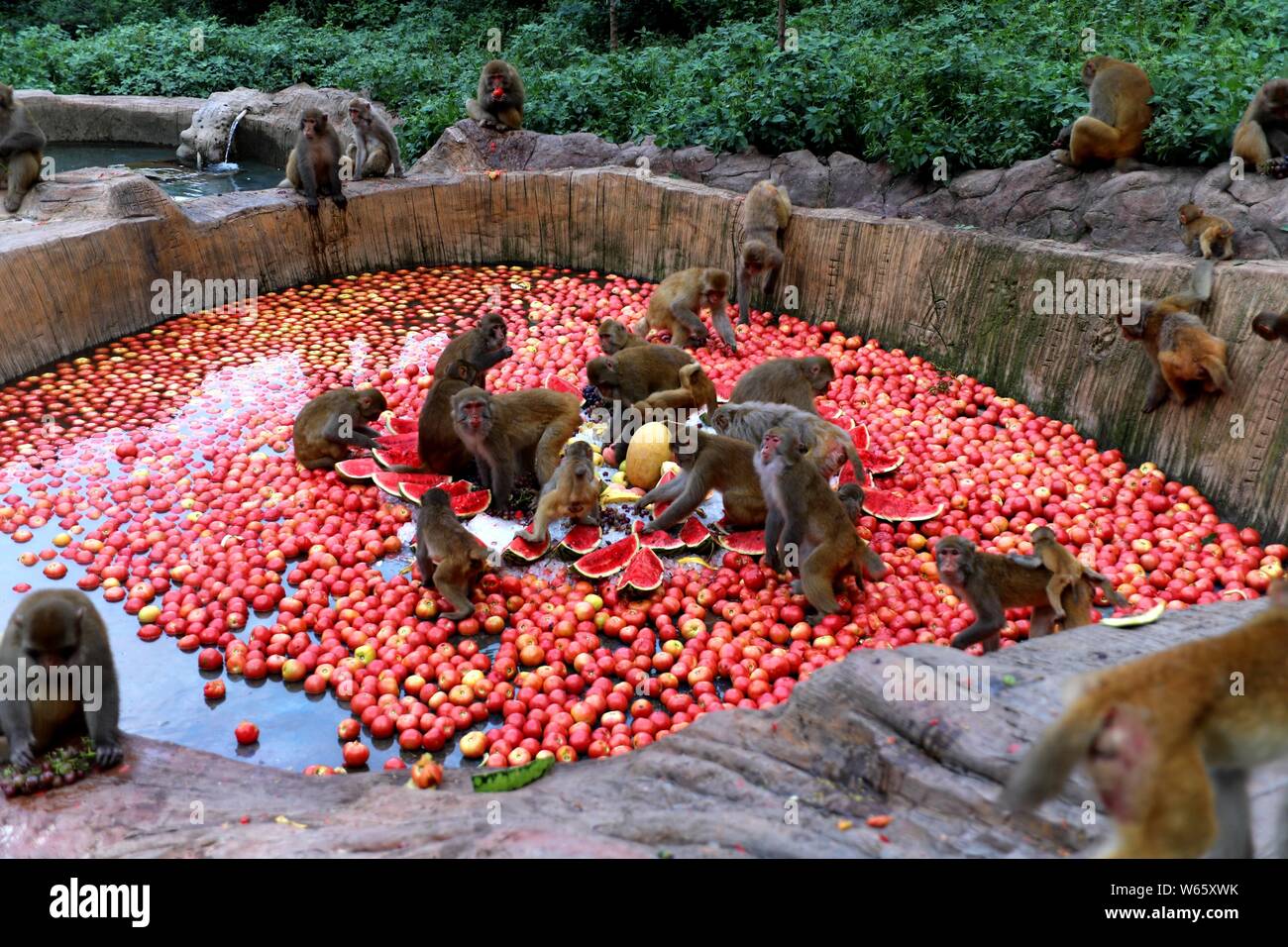 Macaques enjoy the fruit banquet on a scorching day at the Taihangshan ...