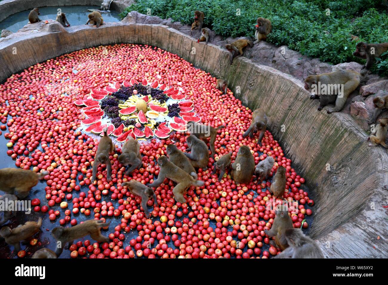Macaques enjoy the fruit banquet on a scorching day at the Taihangshan ...