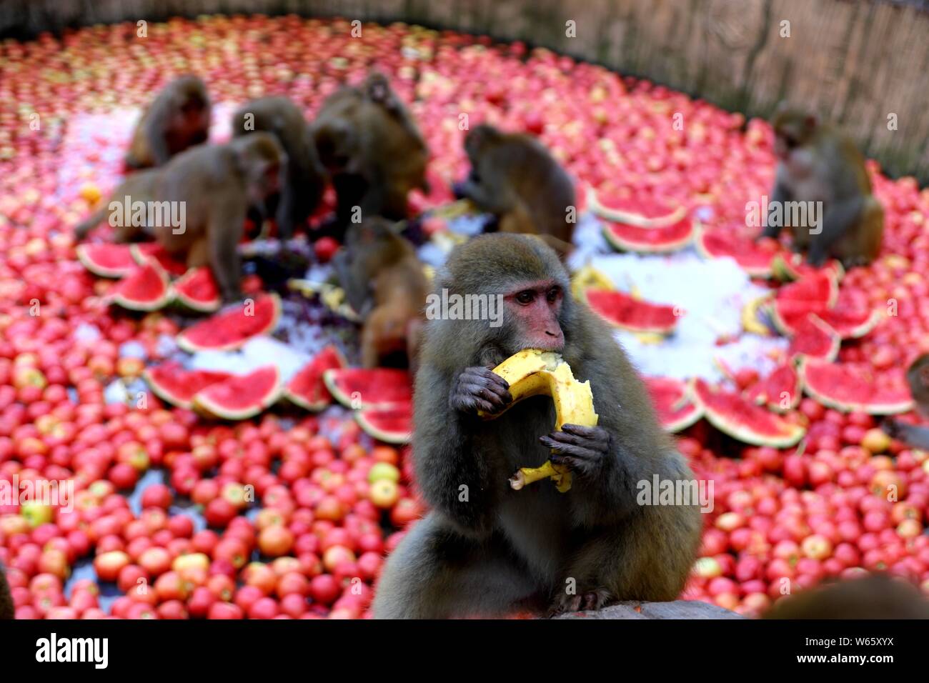 Macaques enjoy the fruit banquet on a scorching day at the Taihangshan ...