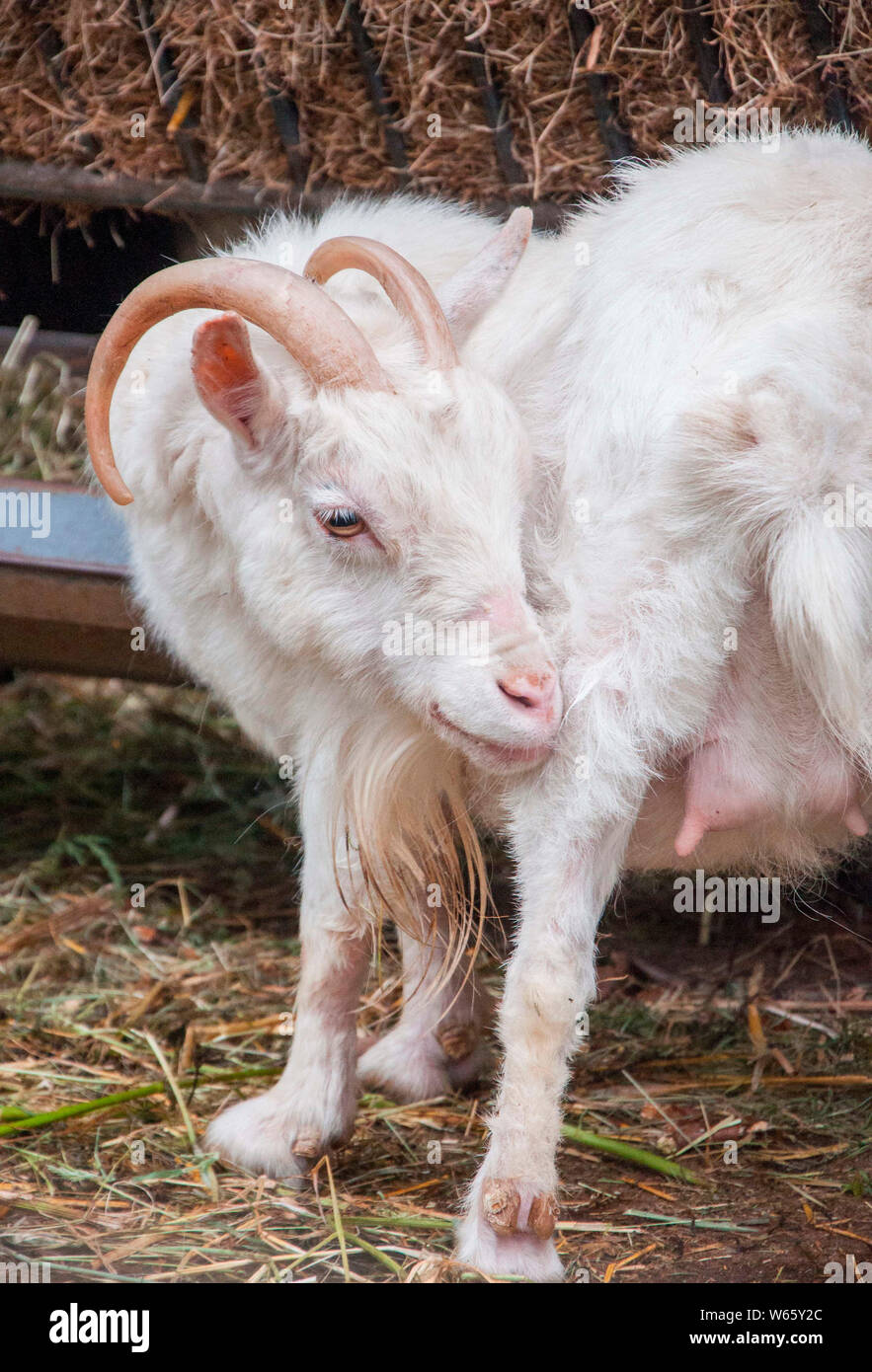 white domestic goat, Germany, Europe, (Capra aegagrus hircus Stock ...