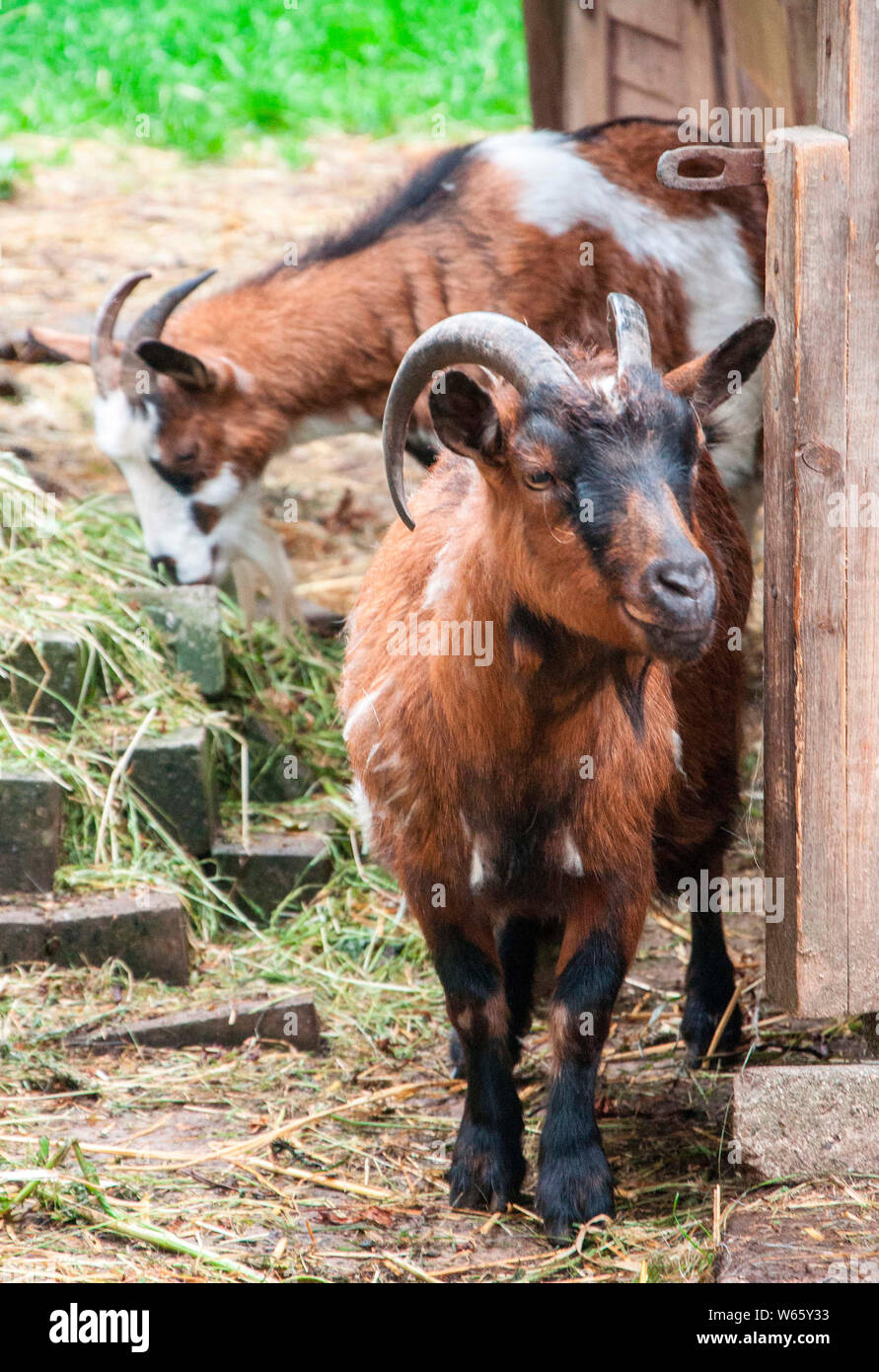 domestic goat, Germany, Europe, (Capra aegagrus hircus Stock Photo - Alamy