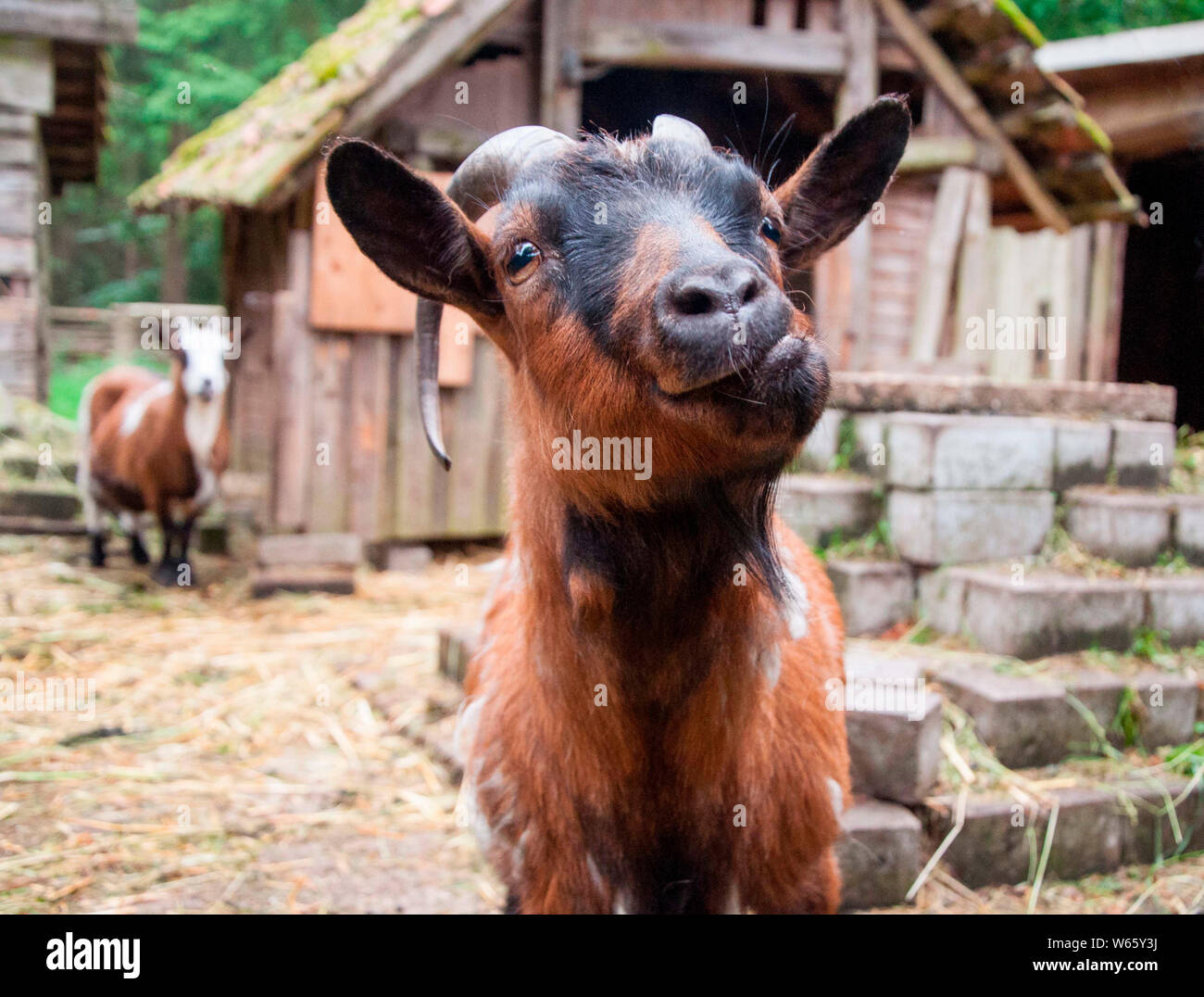 domestic goat, Germany, Europe, (Capra aegagrus hircus Stock Photo - Alamy