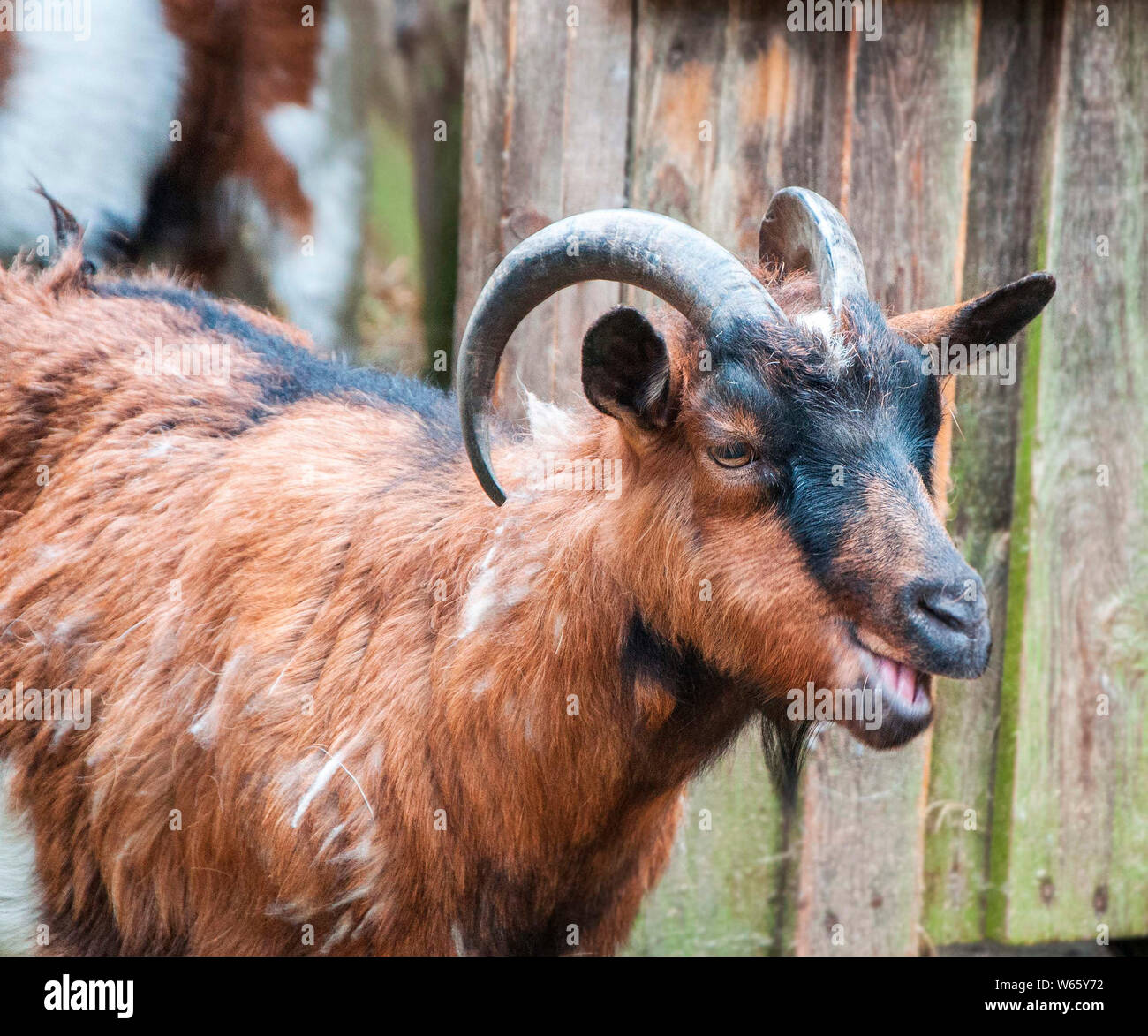 domestic goat, Germany, Europe, (Capra aegagrus hircus Stock Photo - Alamy