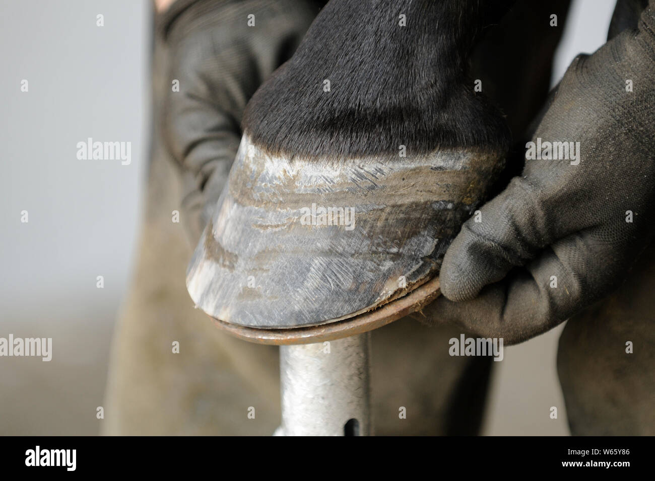 Farrier at work, adjusting horseshoe Stock Photo - Alamy