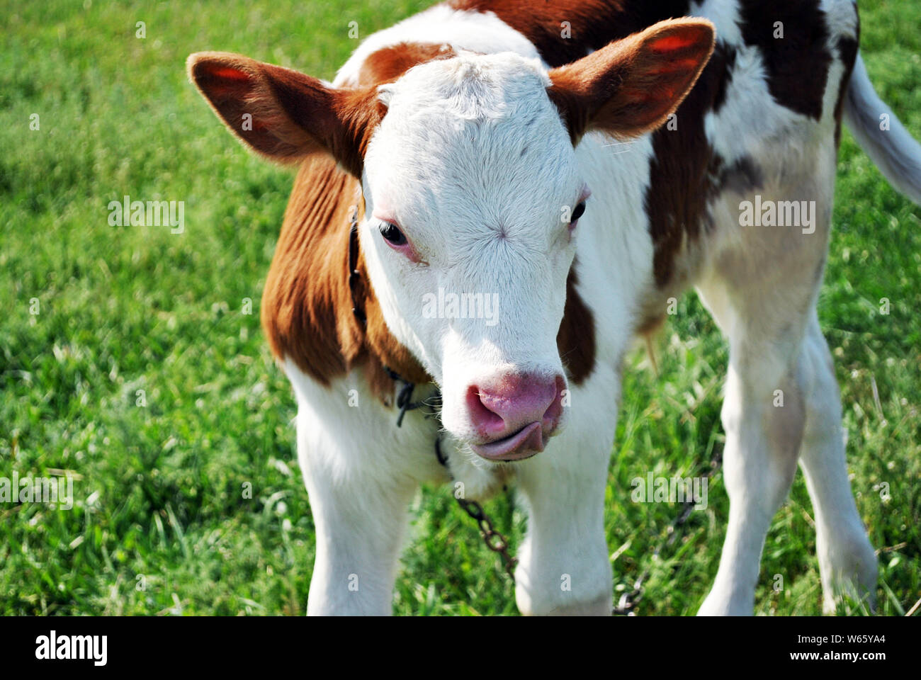 Brown and white male calf tied with a chain standing on a grassy meadow ...