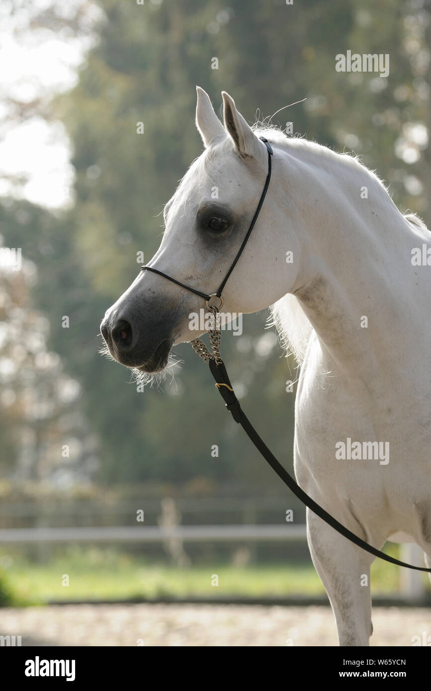 Arabian Halter Horse Show